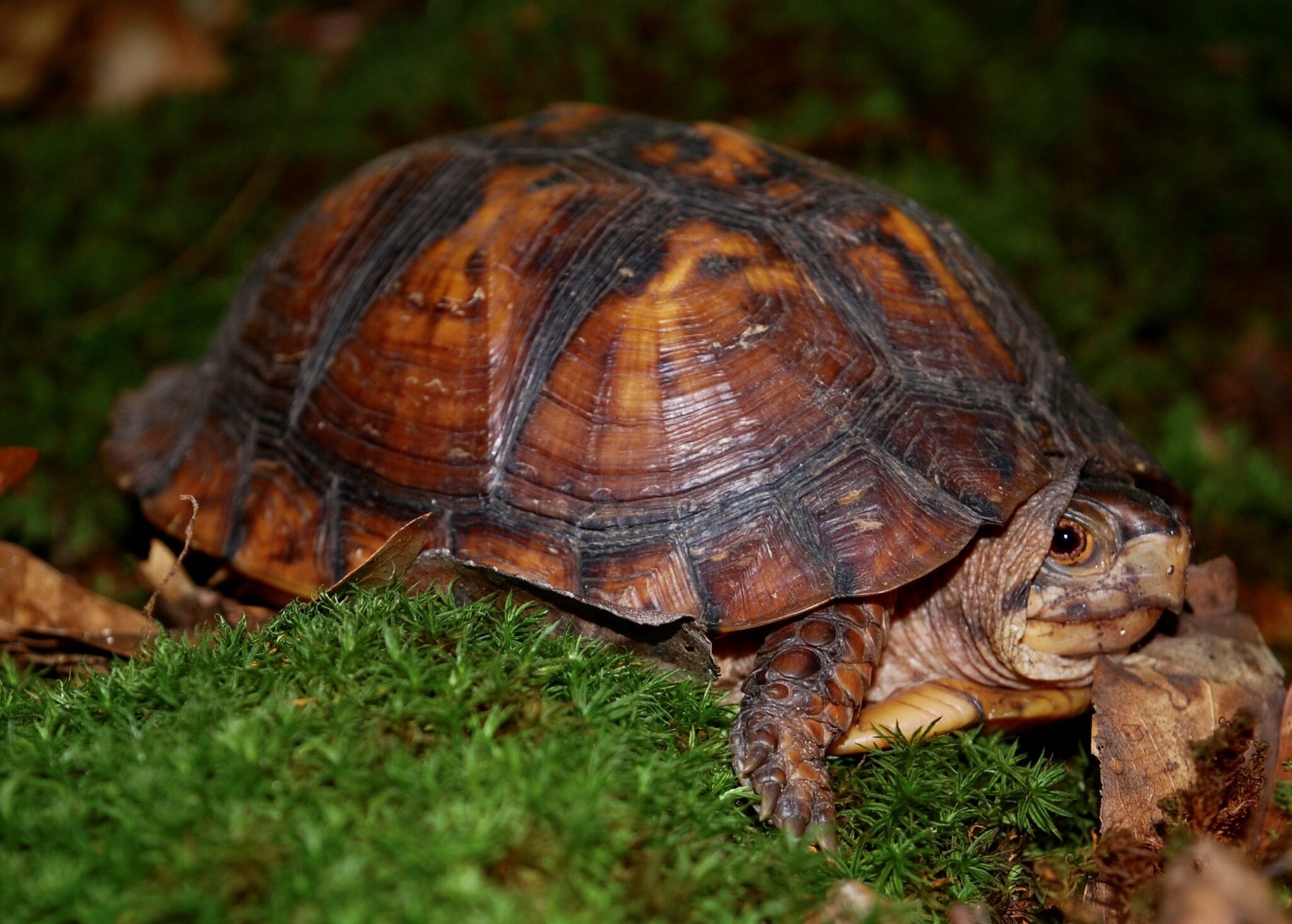BOX TURTLES HAVE PERSONALITIES – Whit Gibbons