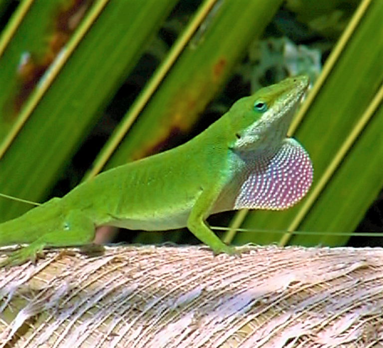 WHY DO SOME LIZARDS CHANGE COLORS? – Whit Gibbons