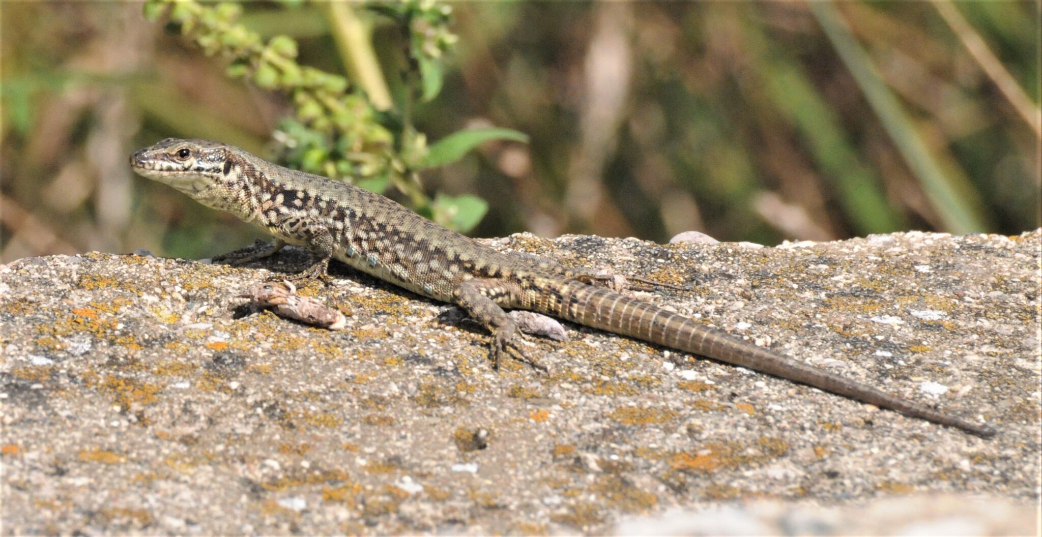 WALL LIZARDS HAVE BECOME NATURALIZED – Whit Gibbons
