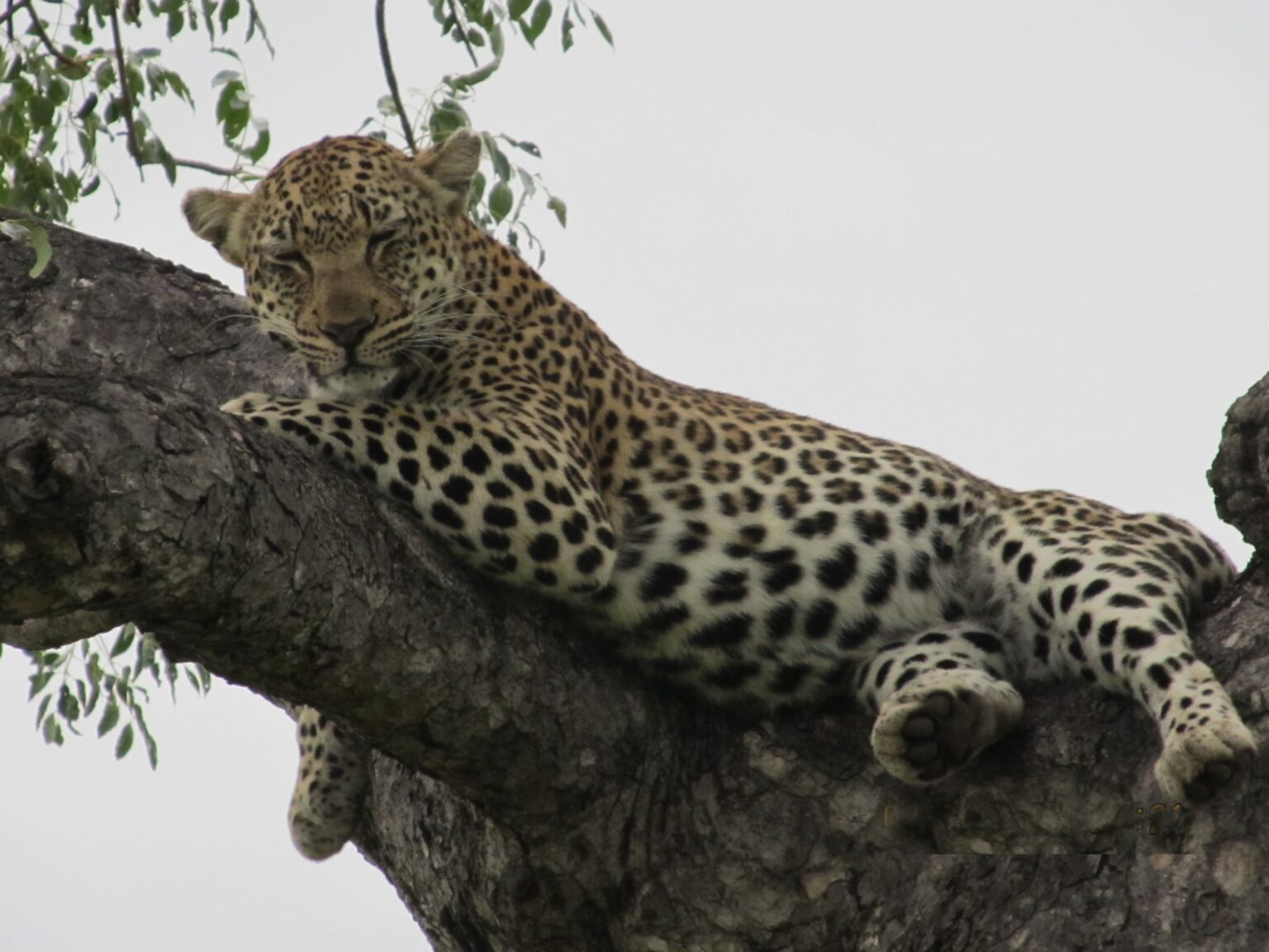 THE LEOPARD IS THE PRINCE OF PREDATORS – Whit Gibbons