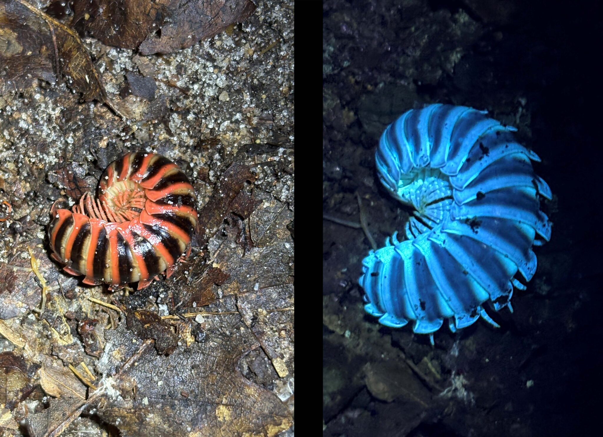 MILLIPEDES GLOW IN THE DARK – Whit Gibbons